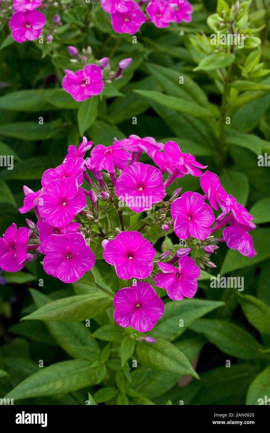 PHLOX PANICULATA 'PURPLE FLAME' Stock Photo - Alamy
