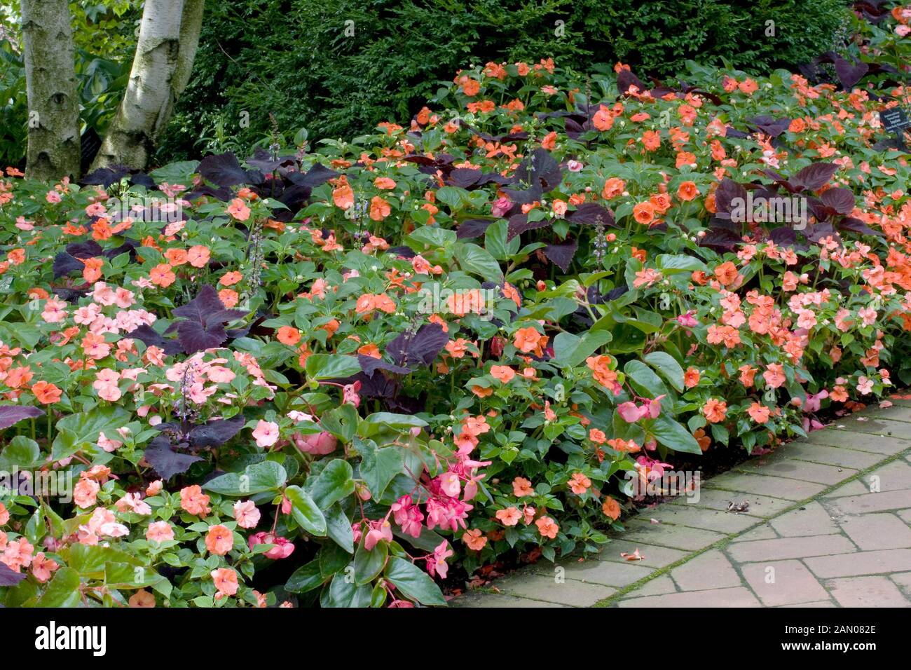 Coleus planting hi-res stock photography and images - Alamy