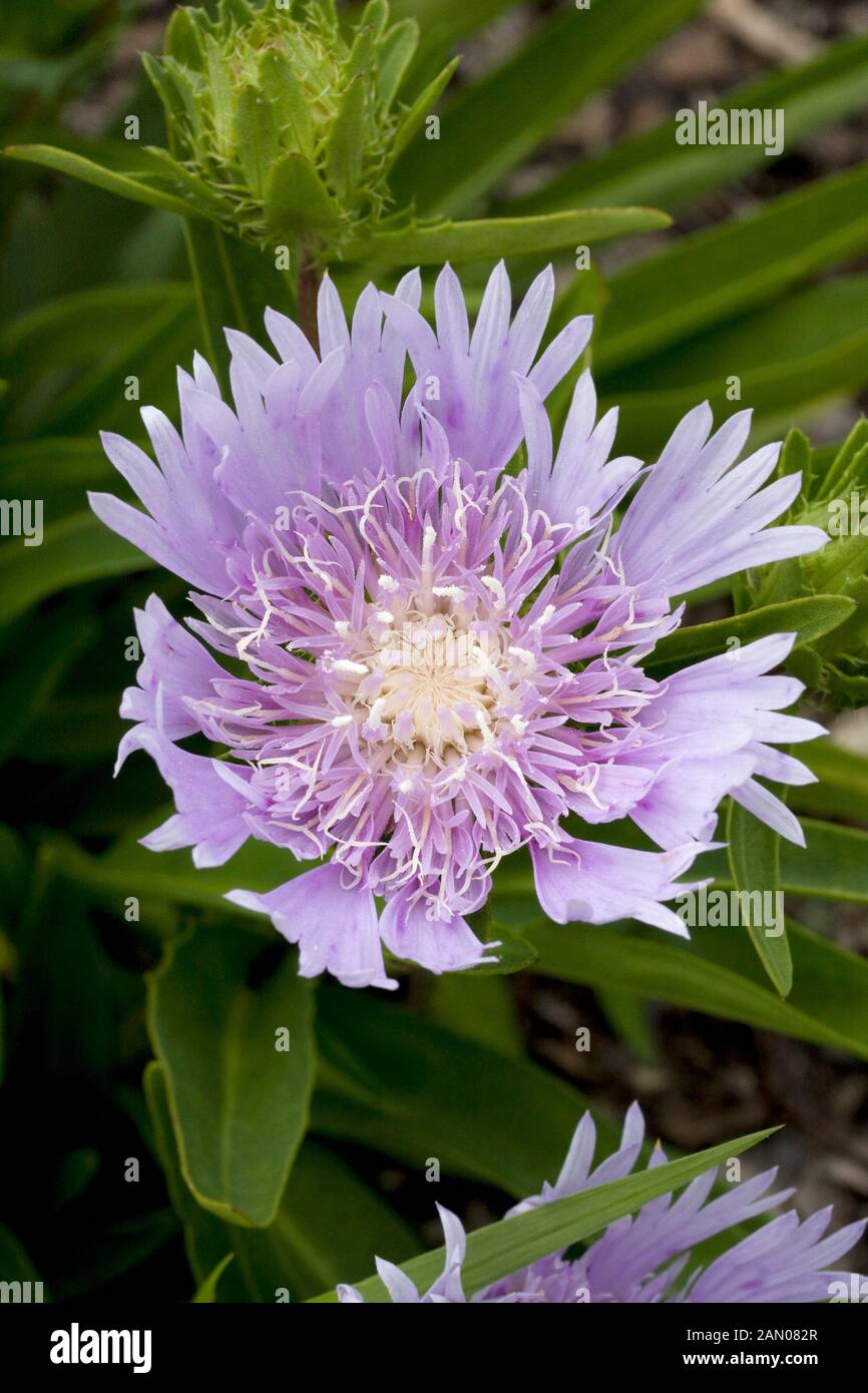 Stokesia laevis bluestone hi-res stock photography and images - Alamy