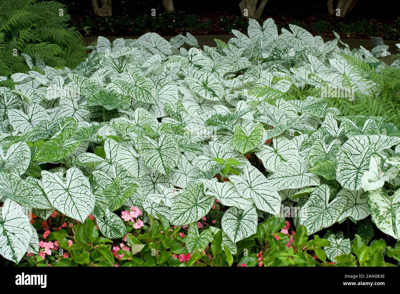 Caladium candidum hi-res stock photography and images - Alamy