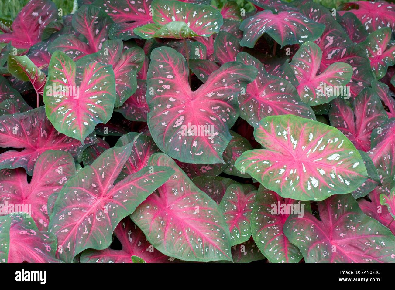 Red flash hi-res stock photography and images - Alamy