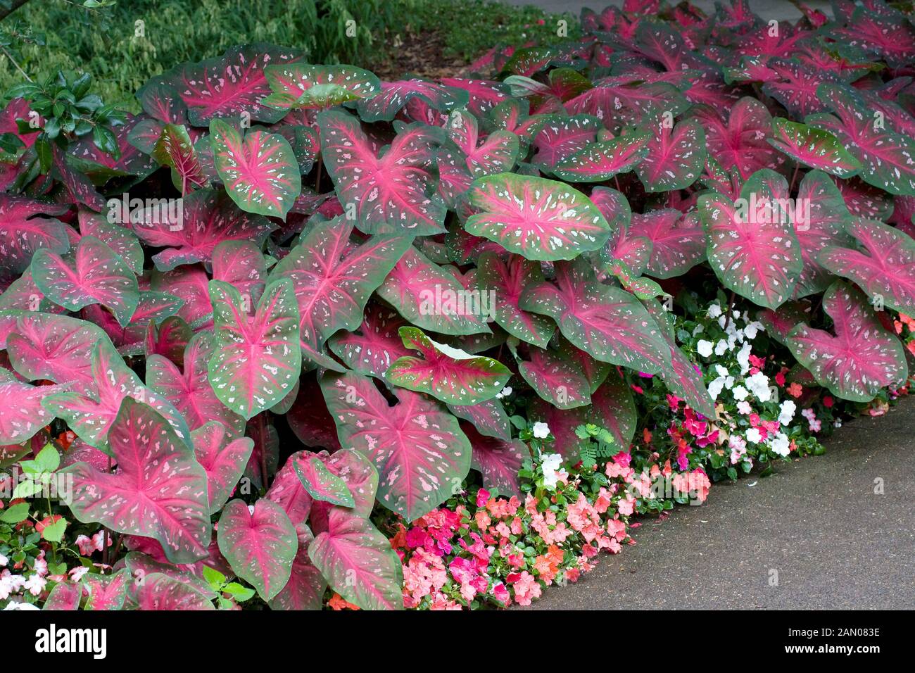 CALADIUM 'RED FLASH' Stock Photo - Alamy