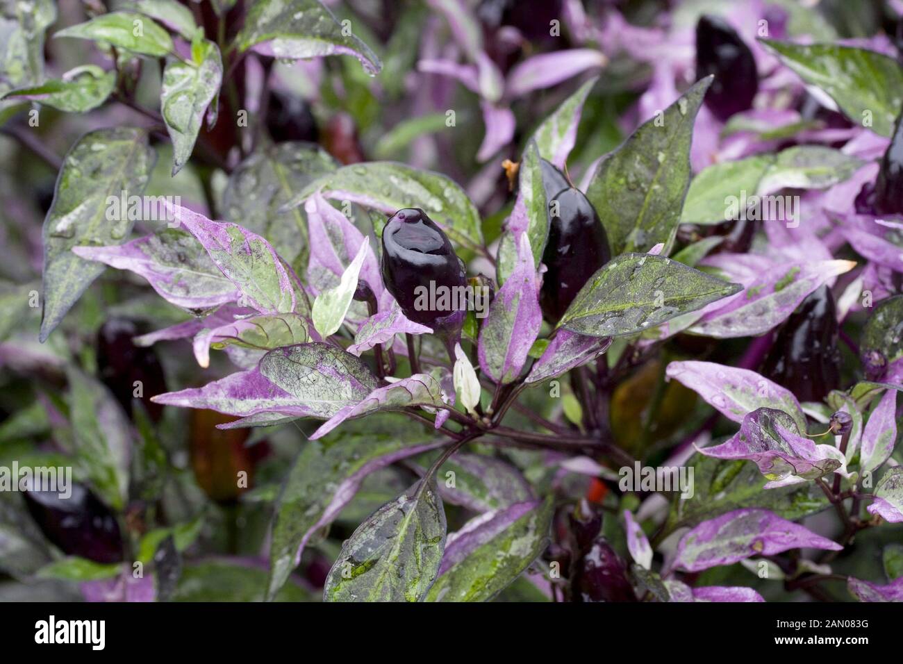 Capsicum annuum ornamental hi-res stock photography and images - Alamy