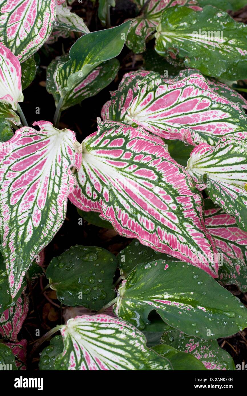 CALADIUM 'THAI BEAUTY' Stock Photo - Alamy