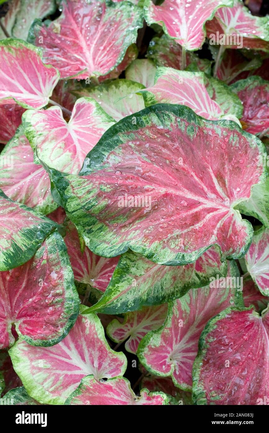 Caladium starburst hi-res stock photography and images - Alamy