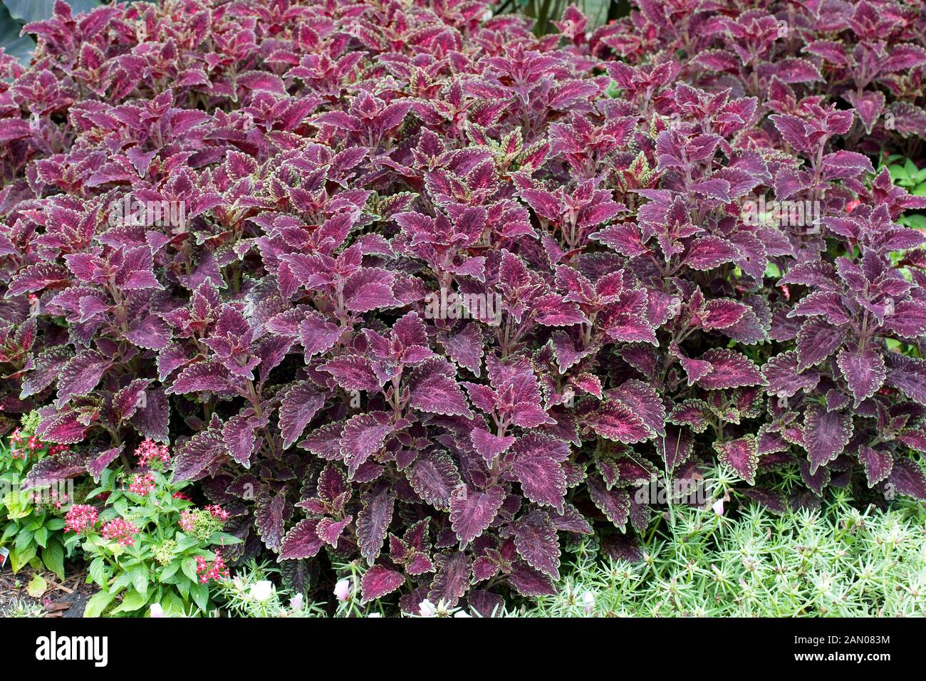 COLEUS FLORIDA SUN MAICANOPY Stock Photo - Alamy