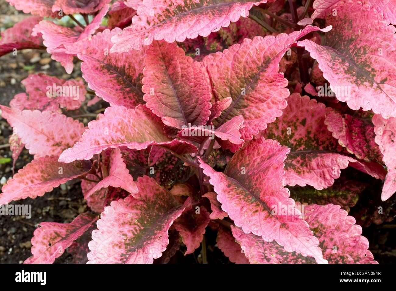 Coleus mariposa hi-res stock photography and images - Alamy