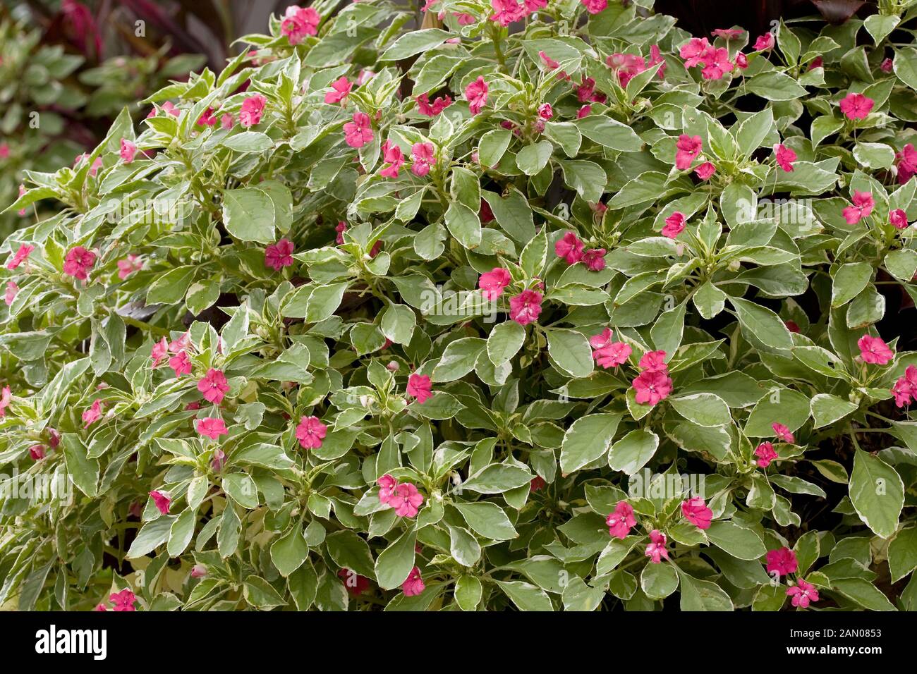 Impatiens walleriana hi-res stock photography and images - Alamy