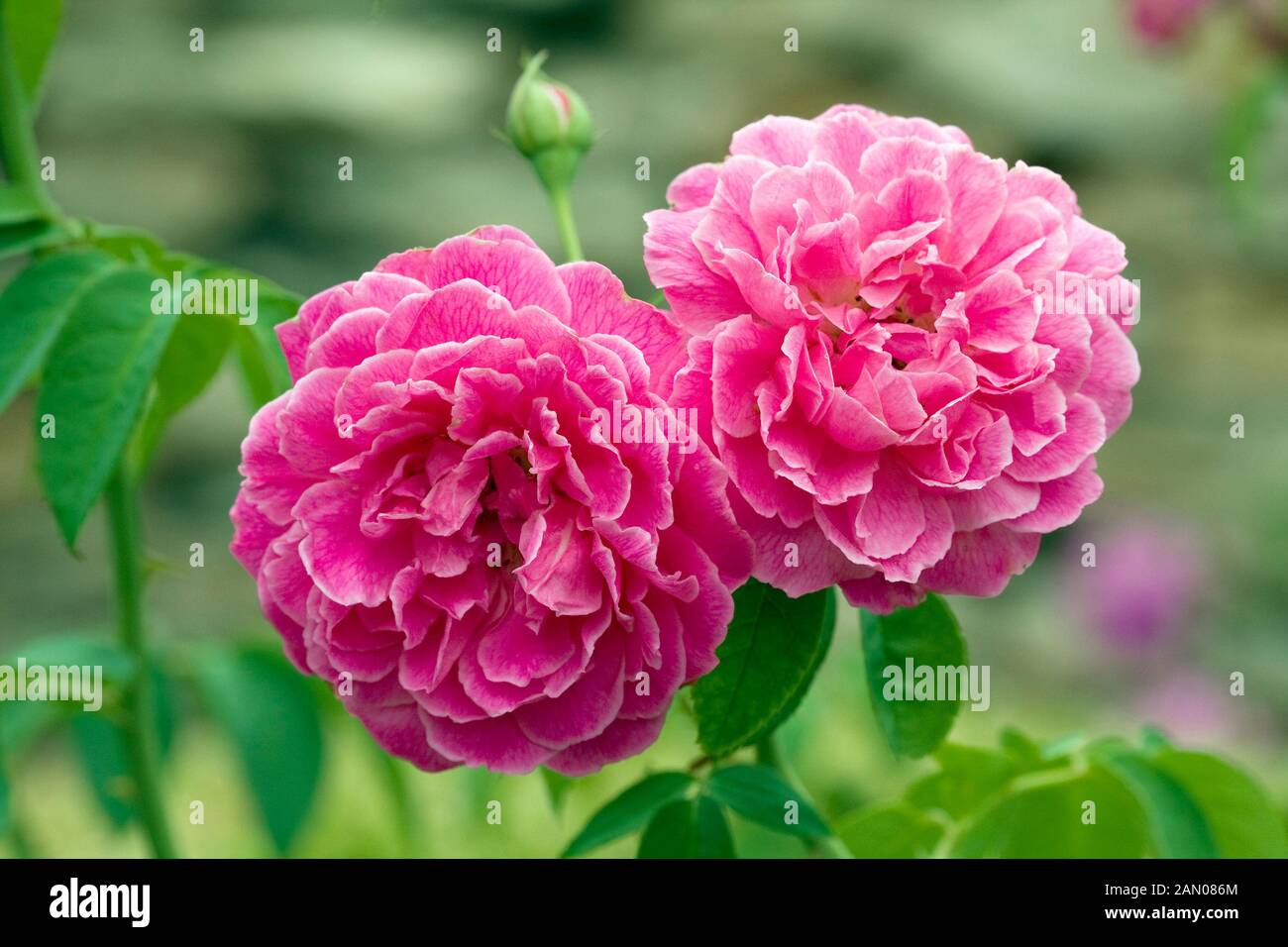 Maggie rose hi-res stock photography and images - Alamy