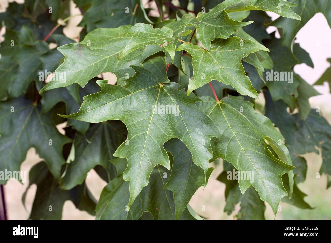 Fall fiesta hi-res stock photography and images - Alamy