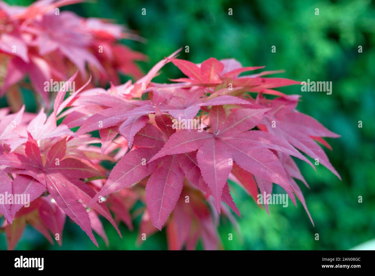 ACER PALMATUM LEAVES Stock Photo - Alamy