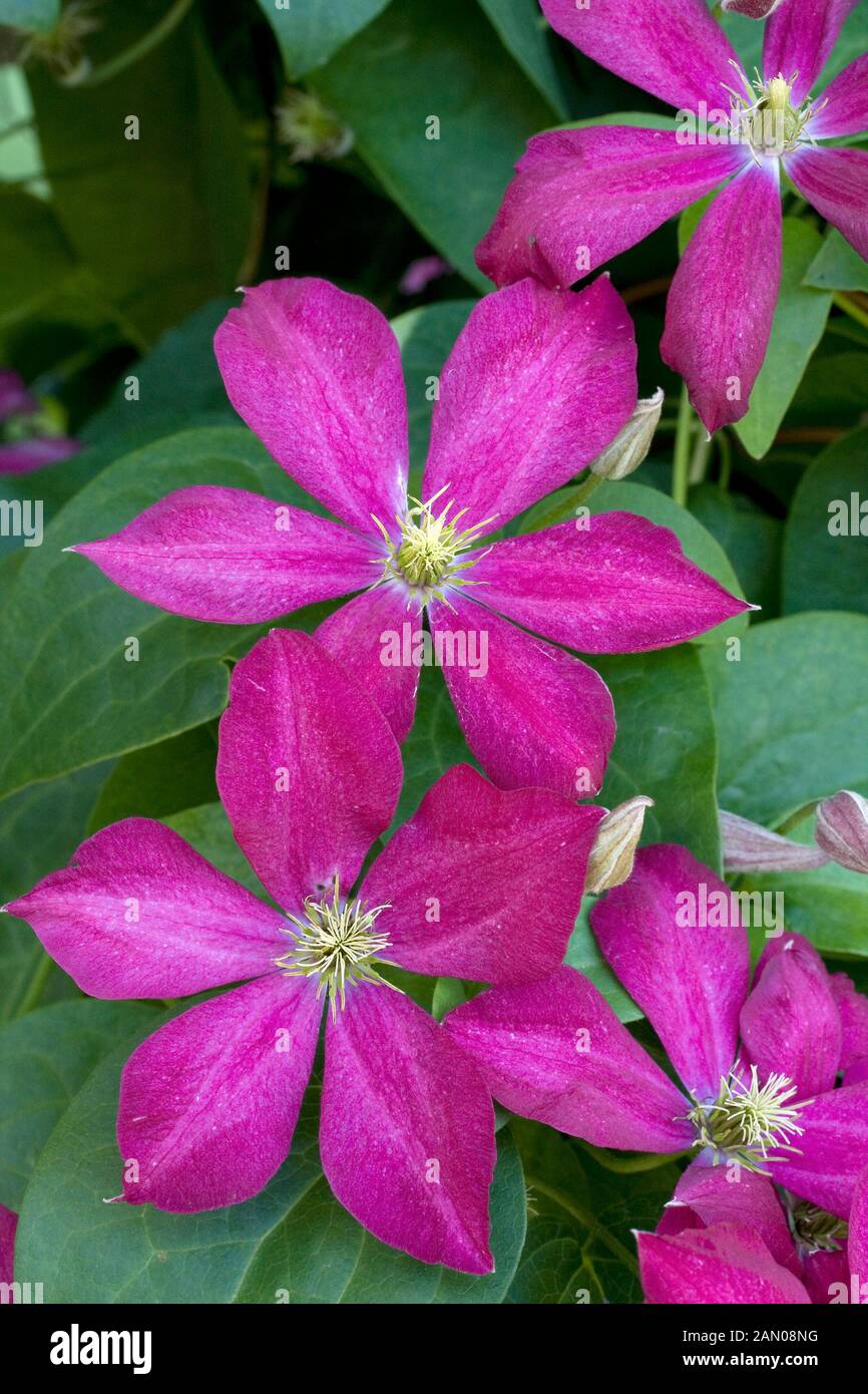 Edouard Andre High Resolution Stock Photography and Images - Alamy