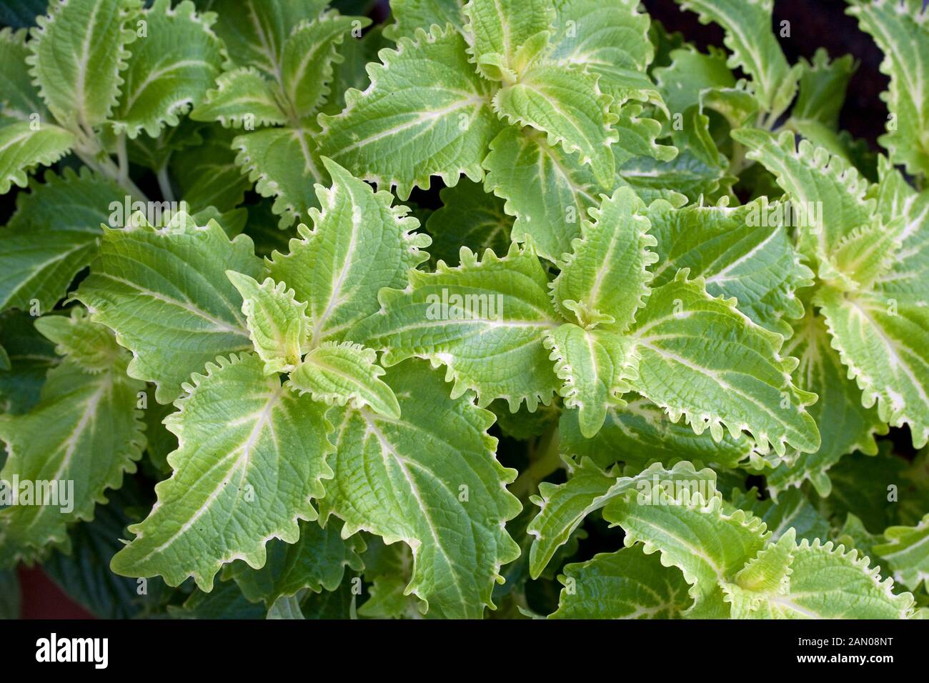 Coleus wild lime hi-res stock photography and images - Alamy