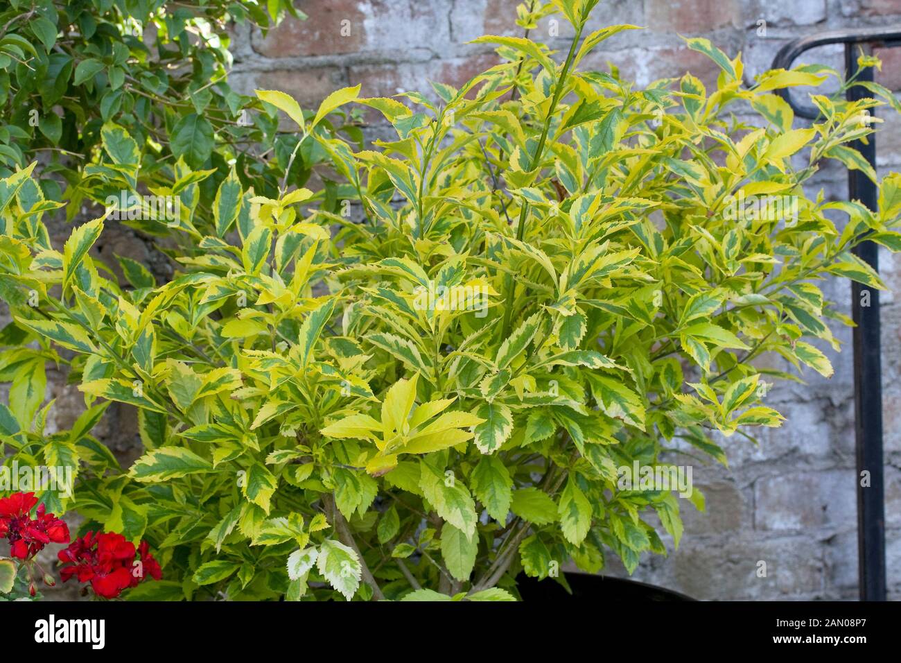 Duranta erecta hi-res stock photography and images - Alamy