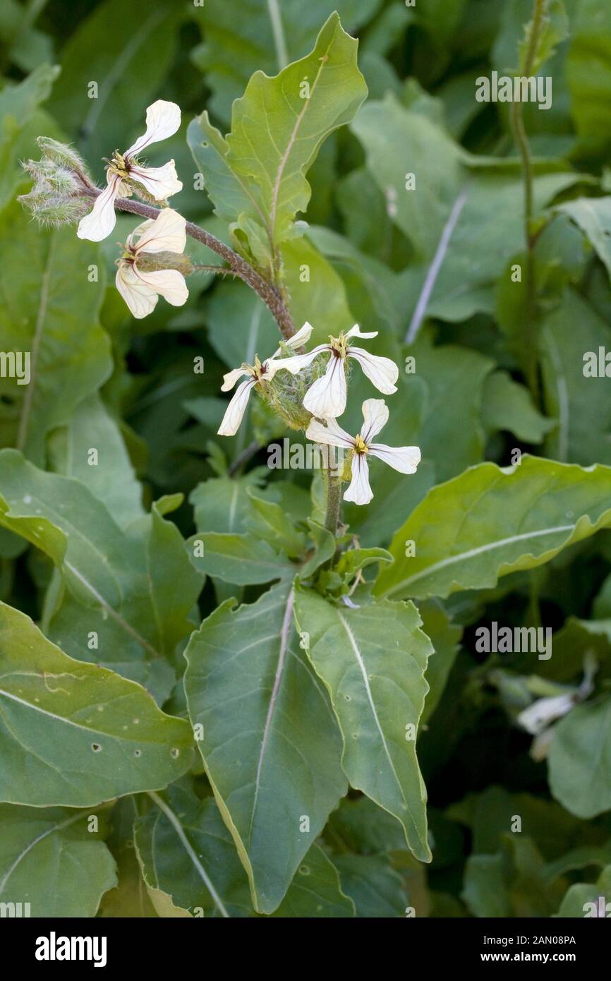Eruca vesicaria sativa hi-res stock photography and images - Alamy
