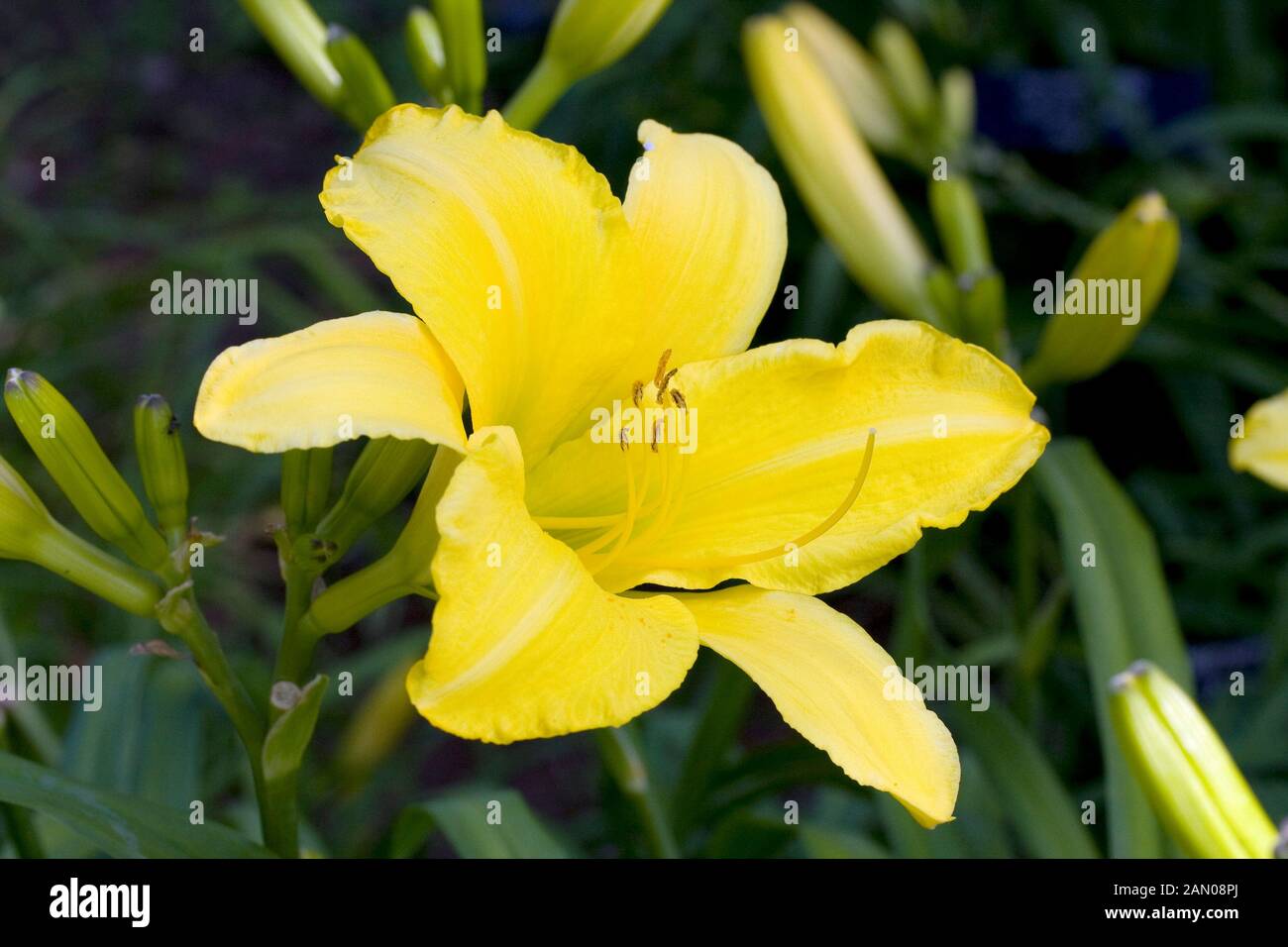 Daylily ‘hyperion’ hi-res stock photography and images - Alamy