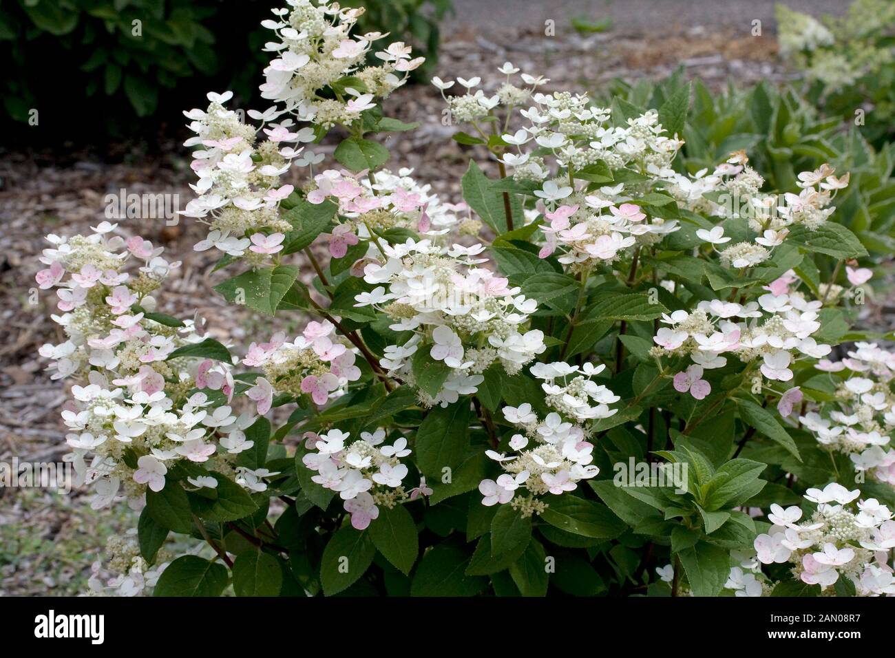 Hydrangea Paniculata Bulk Quick Fire High Resolution Stock Photography ...