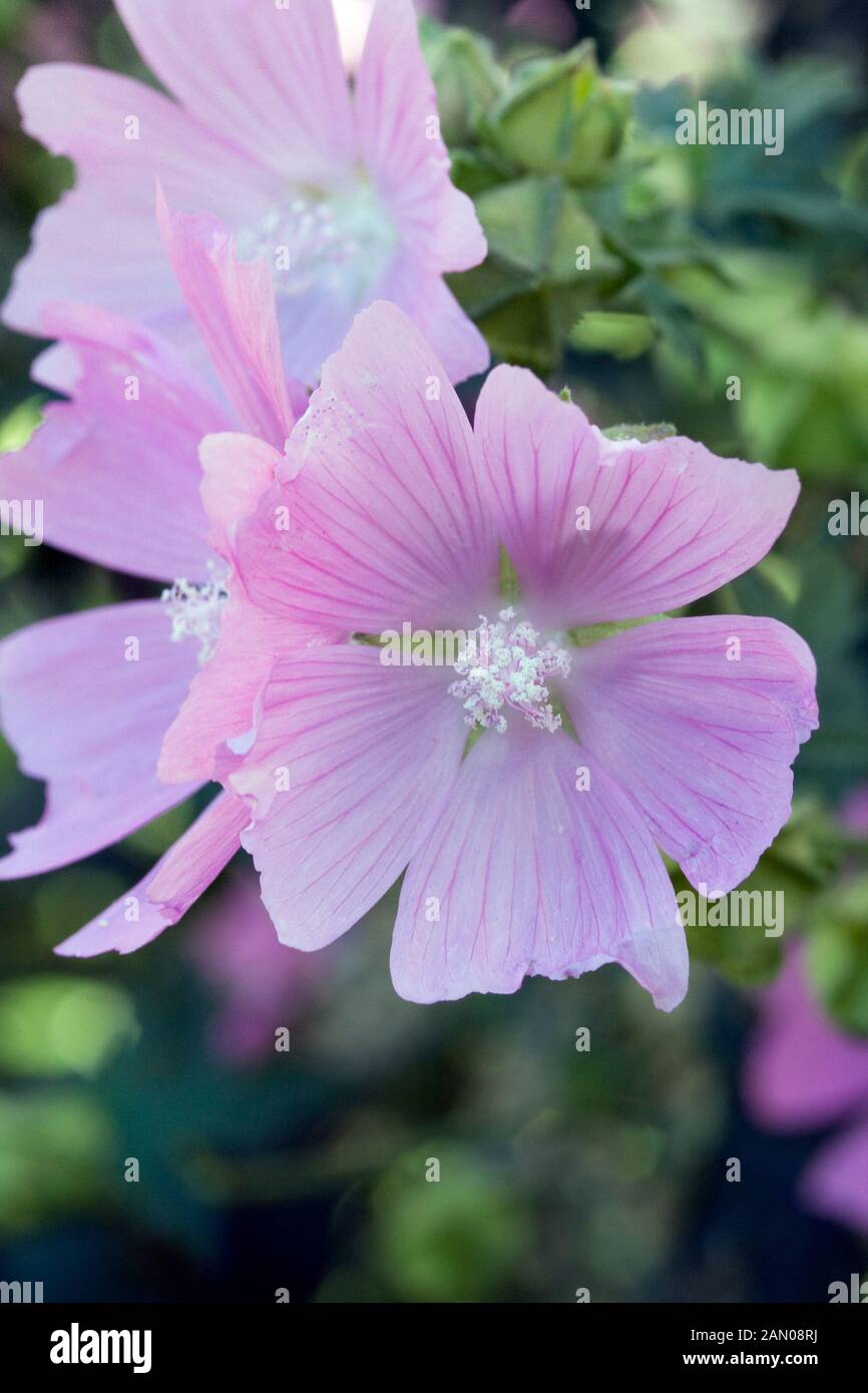 MALVA ALCEA FASTIGIATA Stock Photo - Alamy