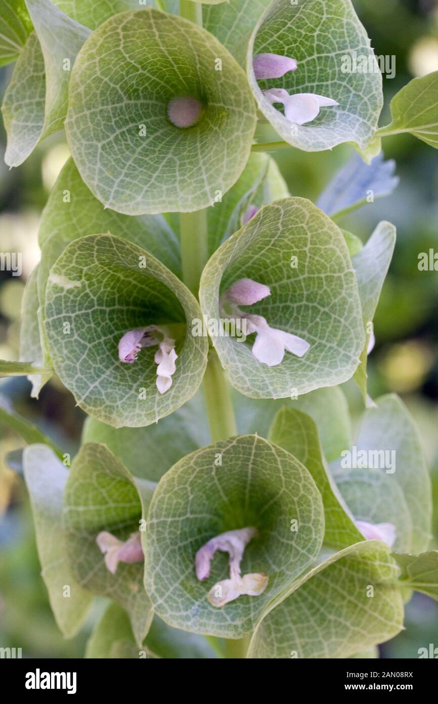 MOLUCELLA LAEVIS PIXIE BELLS Stock Photo - Alamy