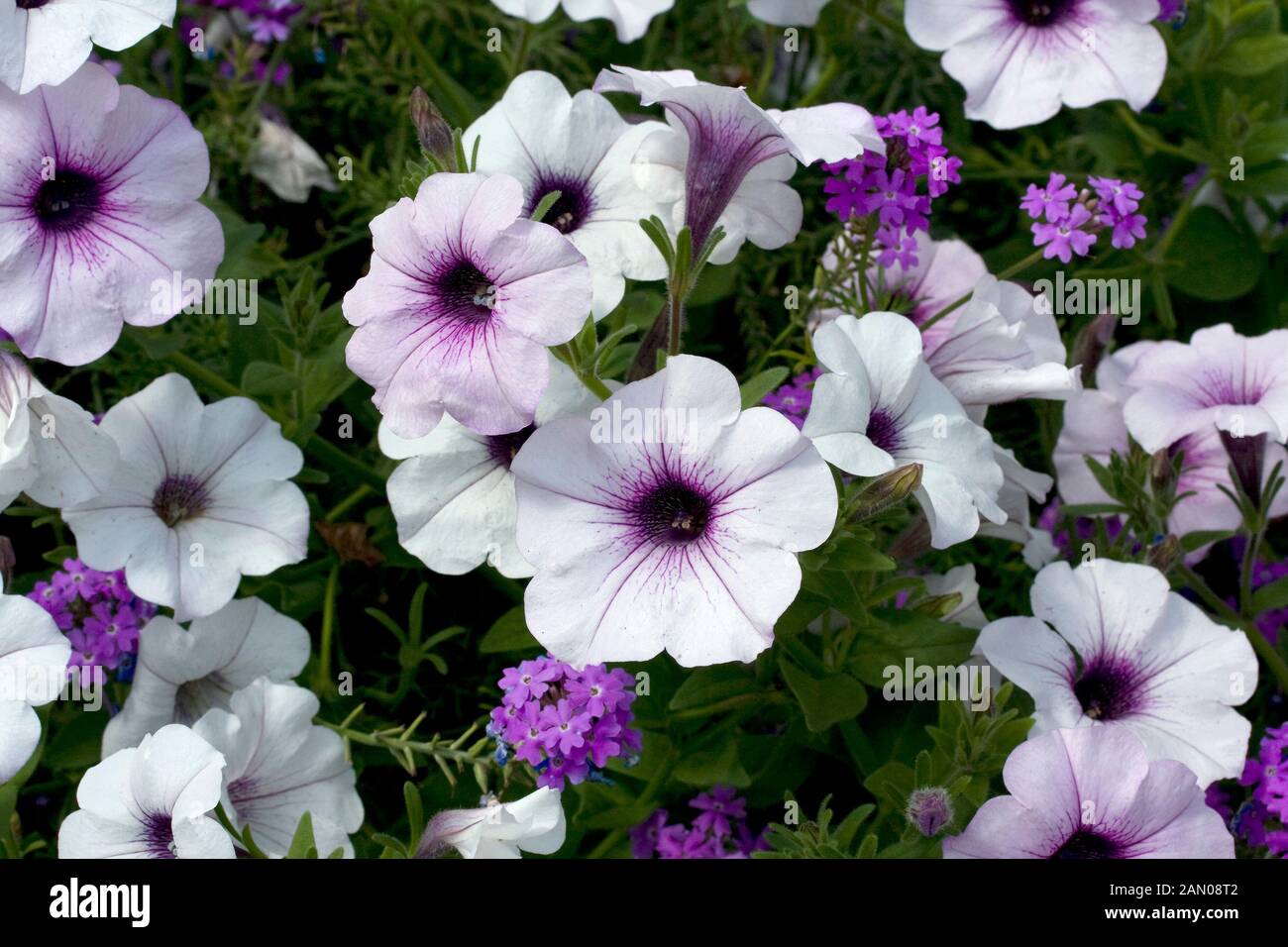 PETUNIA TIDAL WAVE SILVER Stock Photo - Alamy PETUNIA TIDAL WAVE SILVER Stock Photo - Alamy