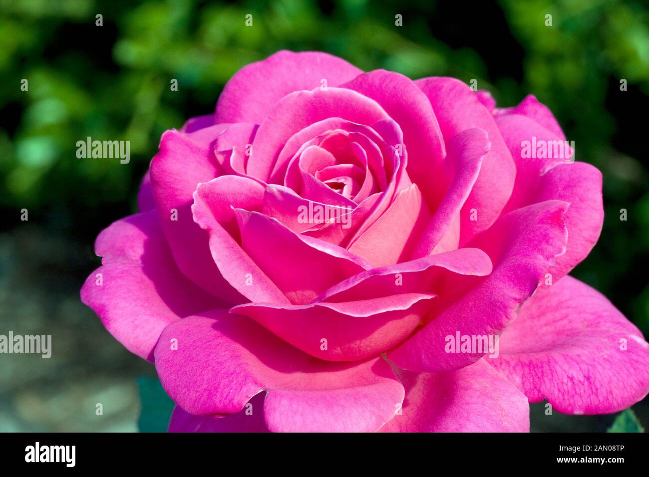 Peace pink rose rosa hi-res stock photography and images - Alamy