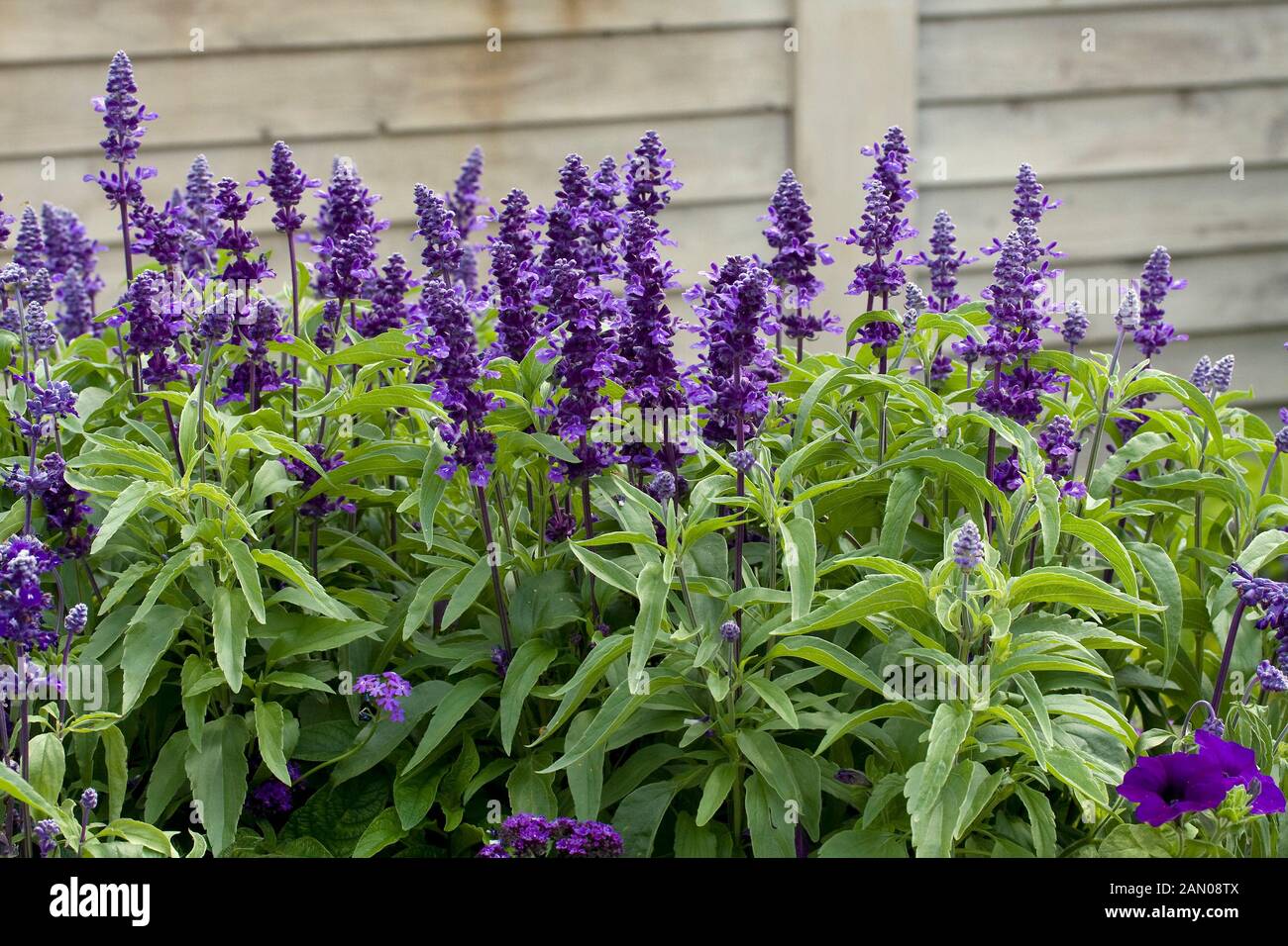 Salvia farinacea evolution hi-res stock photography and images - Alamy