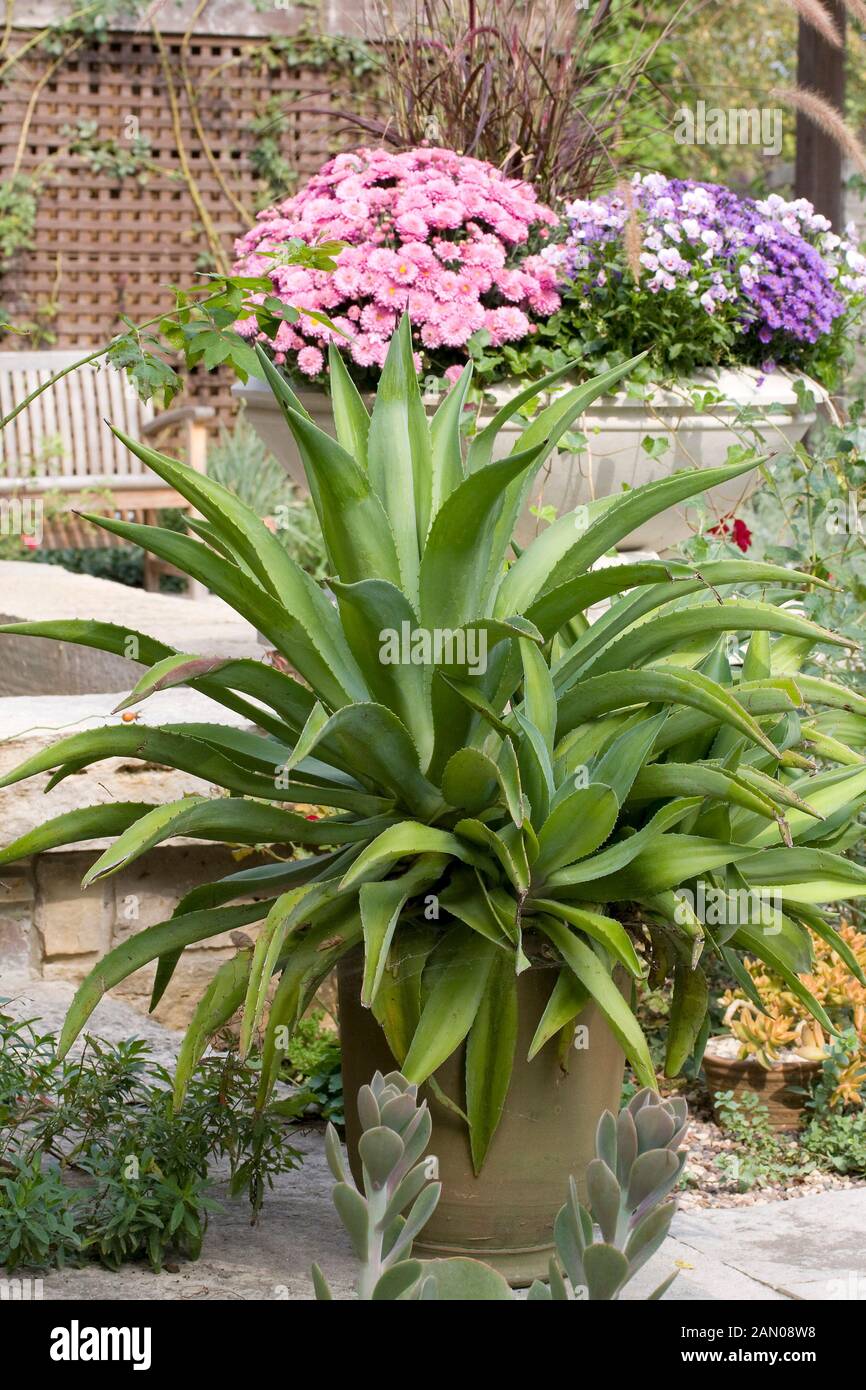 AGAVE ATTENUATA CONTAINER Stock Photo - Alamy