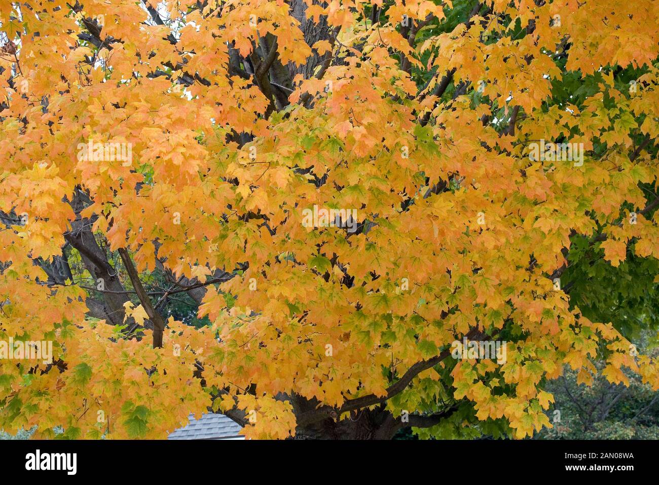 Acer saccharum autumn hi-res stock photography and images - Alamy