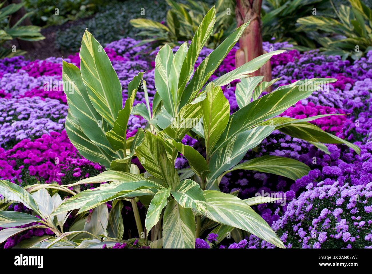 Alpinia Zerumbet High Resolution Stock Photography and Images - Alamy
