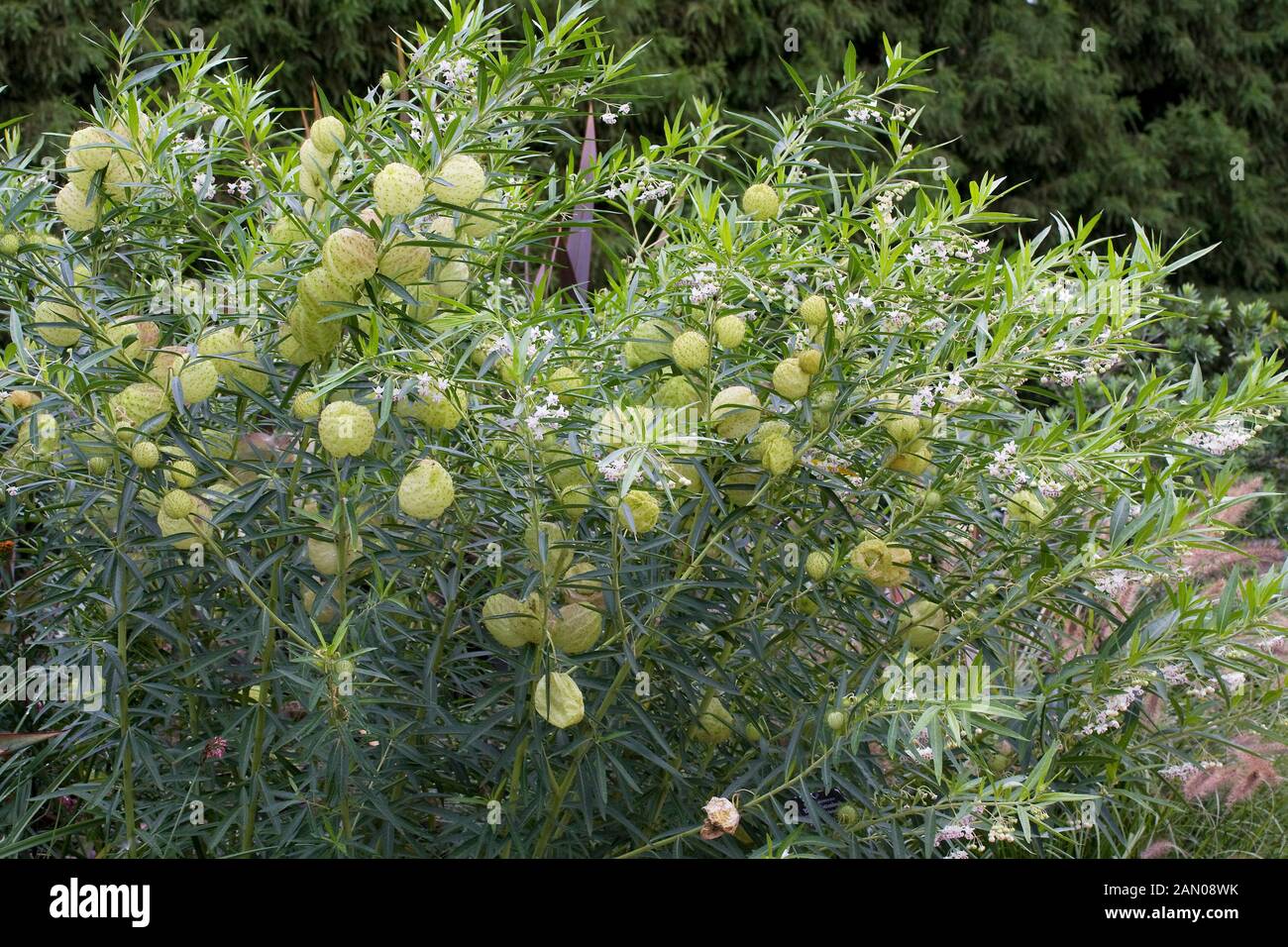 Cottonbush hi-res stock photography and images - Alamy