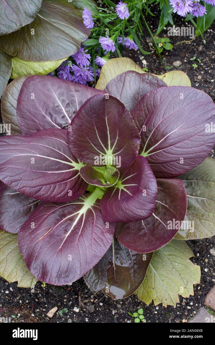Brassica rapa red choi hi-res stock photography and images - Alamy