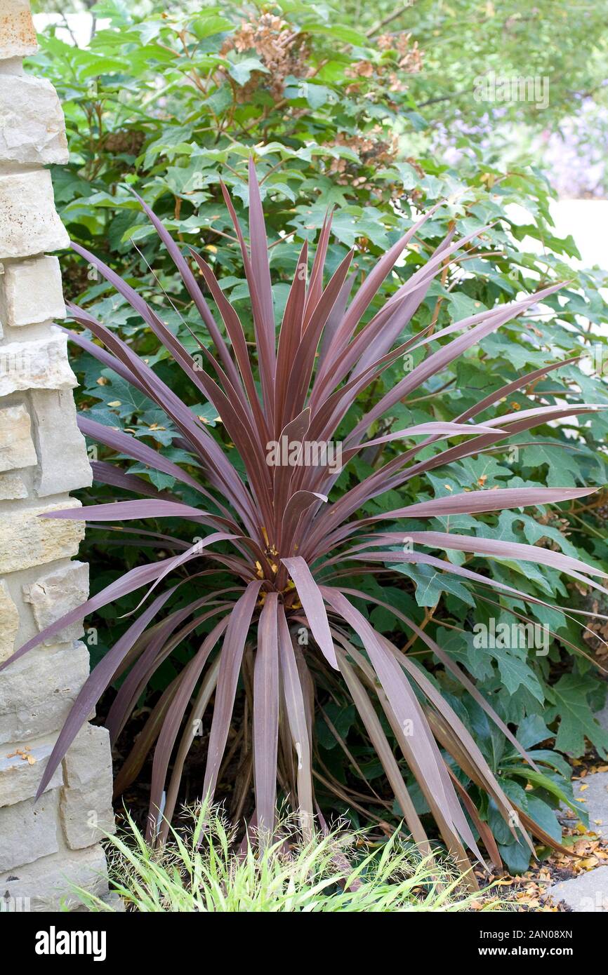 Cordyline red sensation hi-res stock photography and images - Alamy