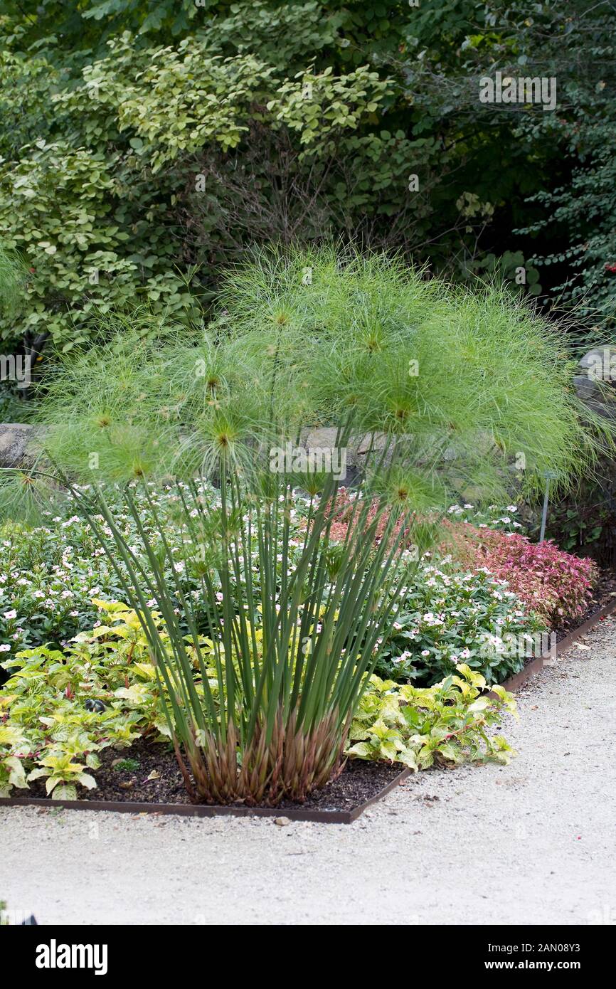 Cyperus papyrus hi-res stock photography and images - Alamy