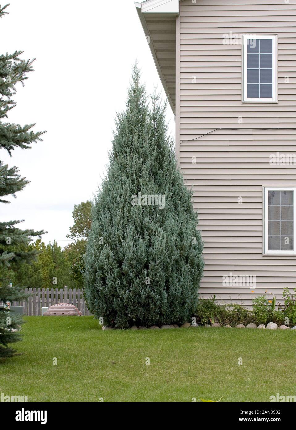 Juniperus wichita blue hi-res stock photography and images - Alamy