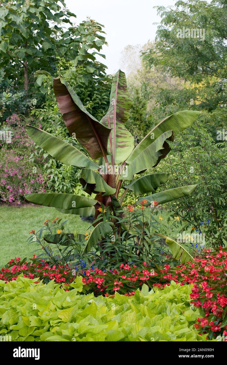 Musa rojo hi-res stock photography and images - Alamy