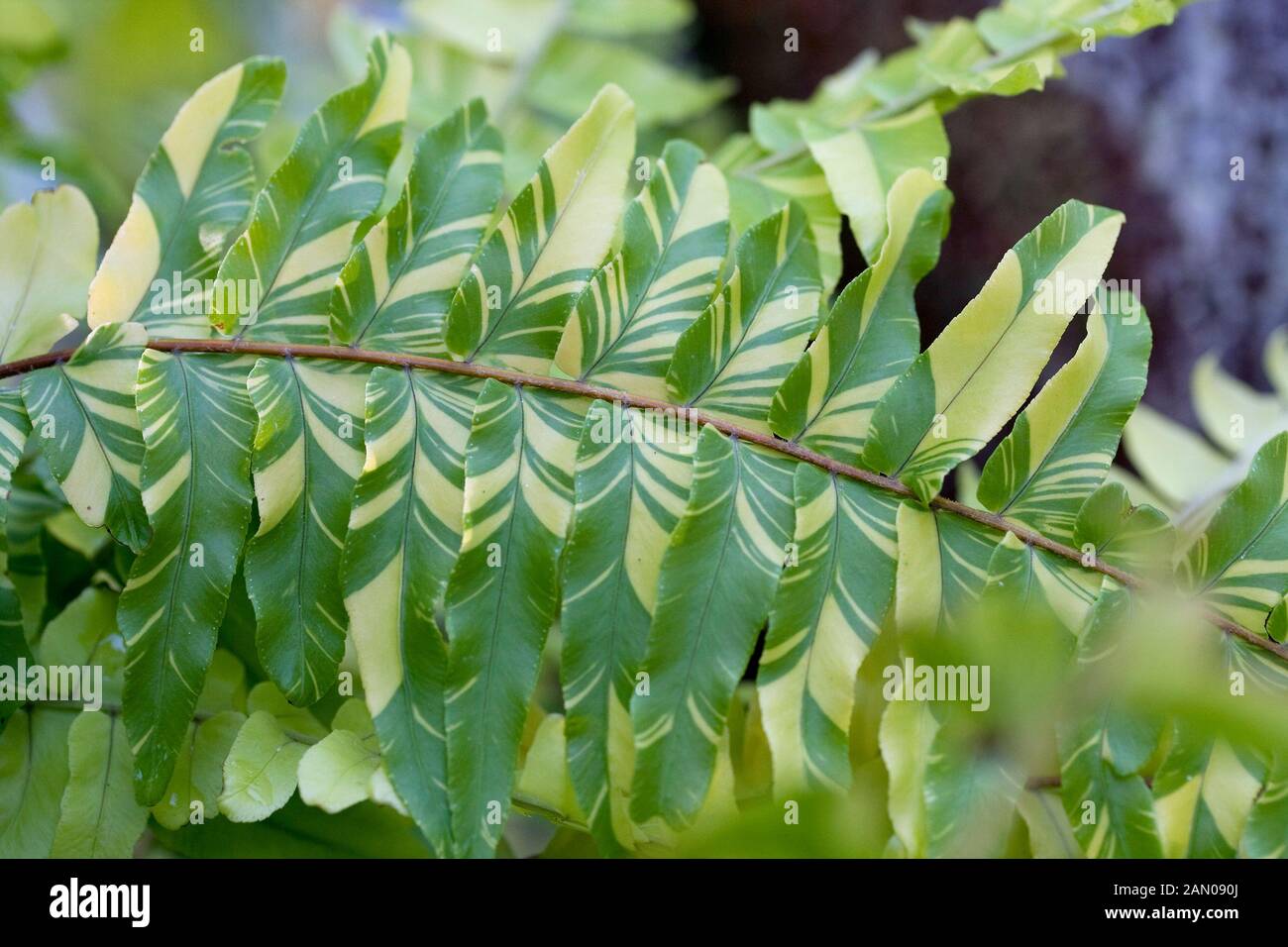 Nephrolepis hi-res stock photography and images - Alamy