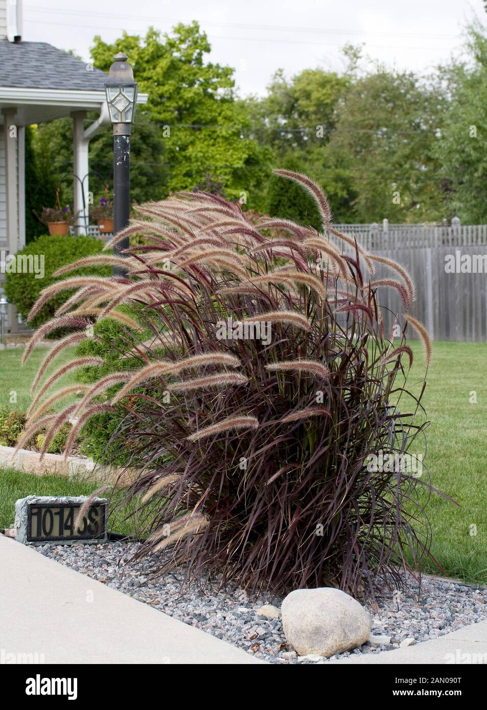 Pennisetum Rubrum Dwarf