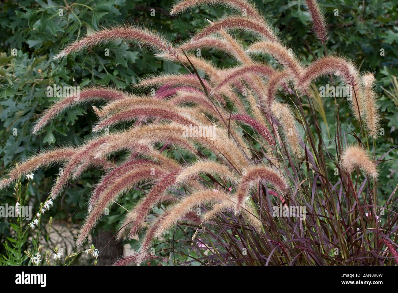 PENNISETUM SETACEUM RUBRUM Stock Photo - Alamy