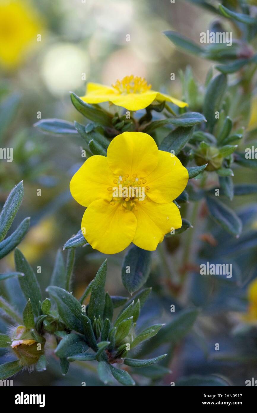 POTENTILLA FRUCTICOSA YELLOW Stock Photo - Alamy