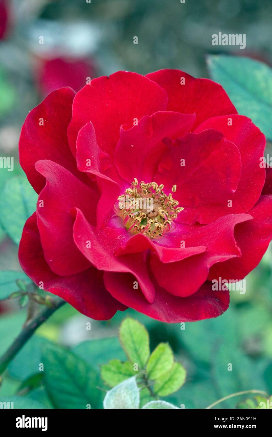 Miniature rosa hi-res stock photography and images - Alamy