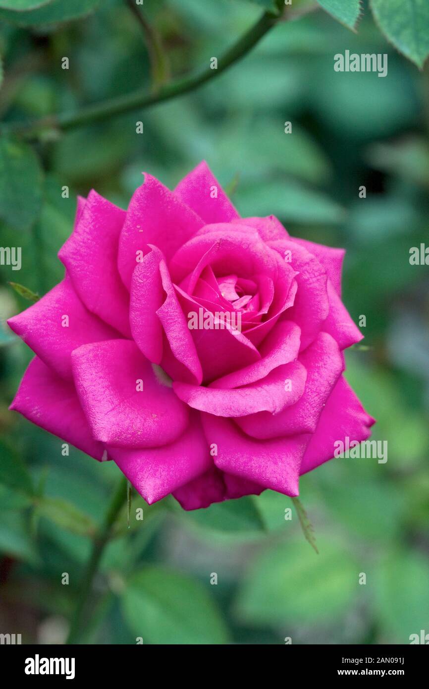 Carol rose hi-res stock photography and images - Alamy