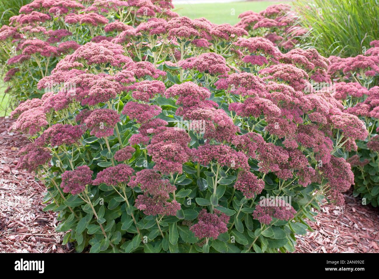 SEDUM AUTUMN JOY Stock Photo - Alamy