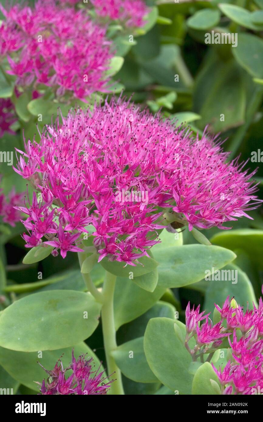 Sedum neon hi-res stock photography and images - Alamy