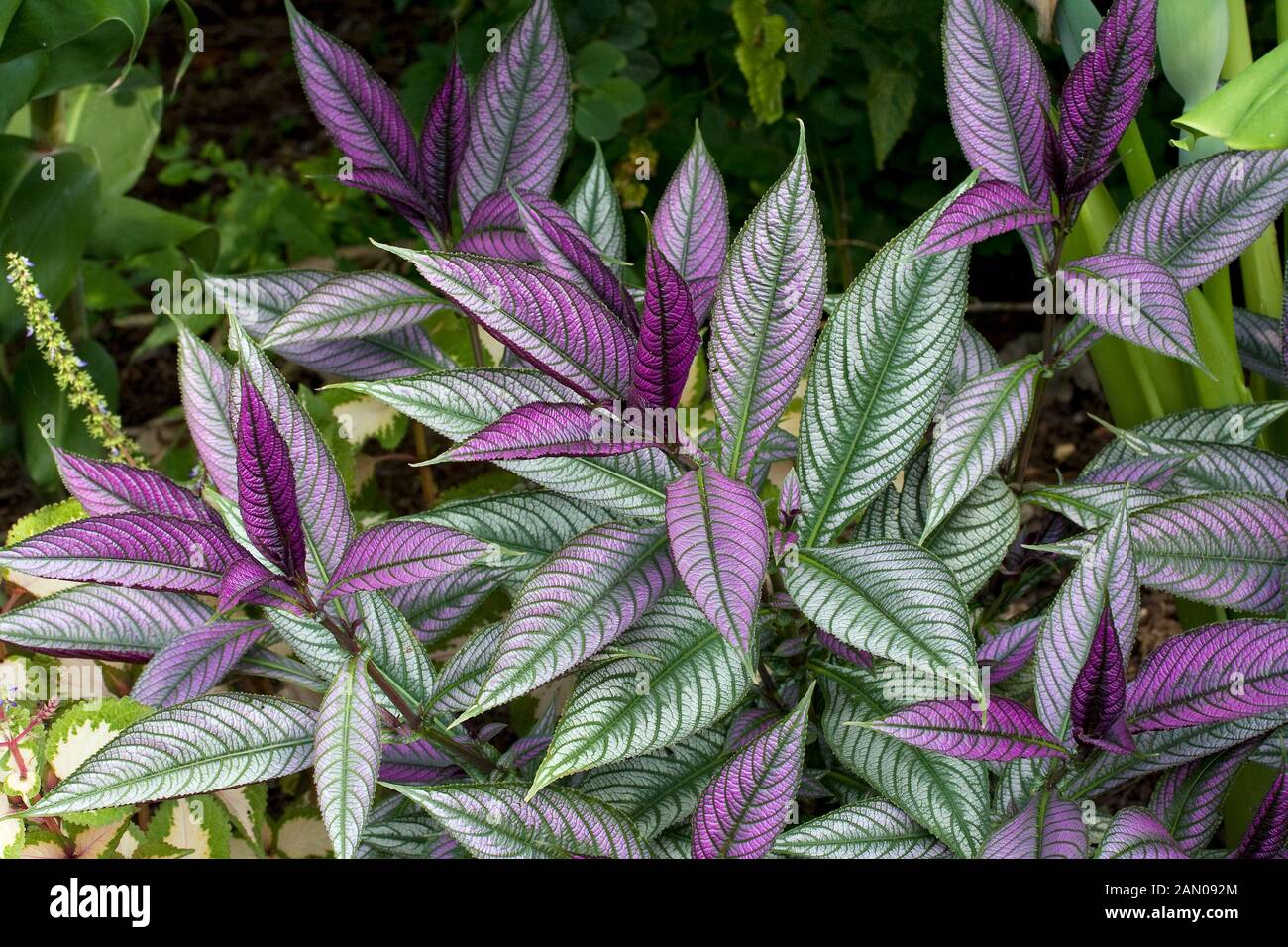 Strobilanthus hi-res stock photography and images - Alamy