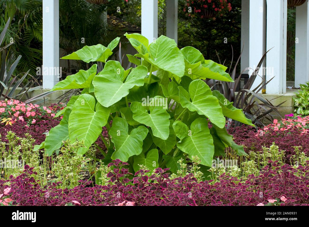 XANTHOSOMA LIME ZINGER Stock Photo - Alamy