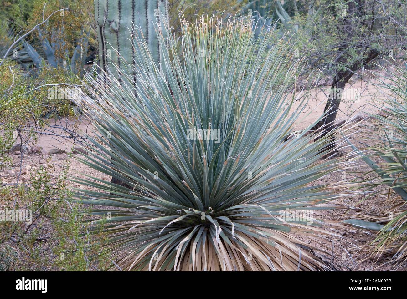 Dasylirion wheeleri hi-res stock photography and images - Alamy