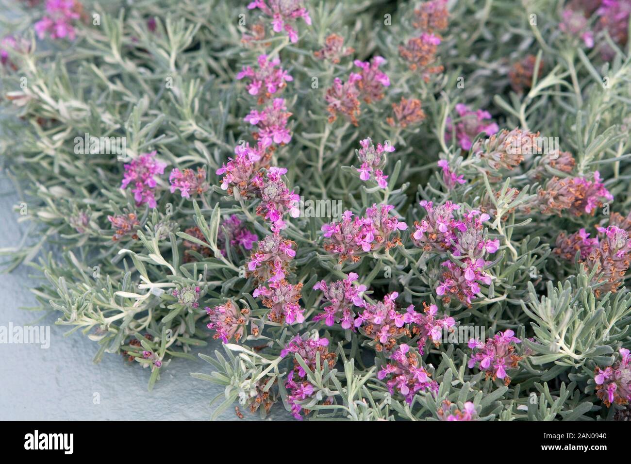 Majoricum hi-res stock photography and images - Alamy