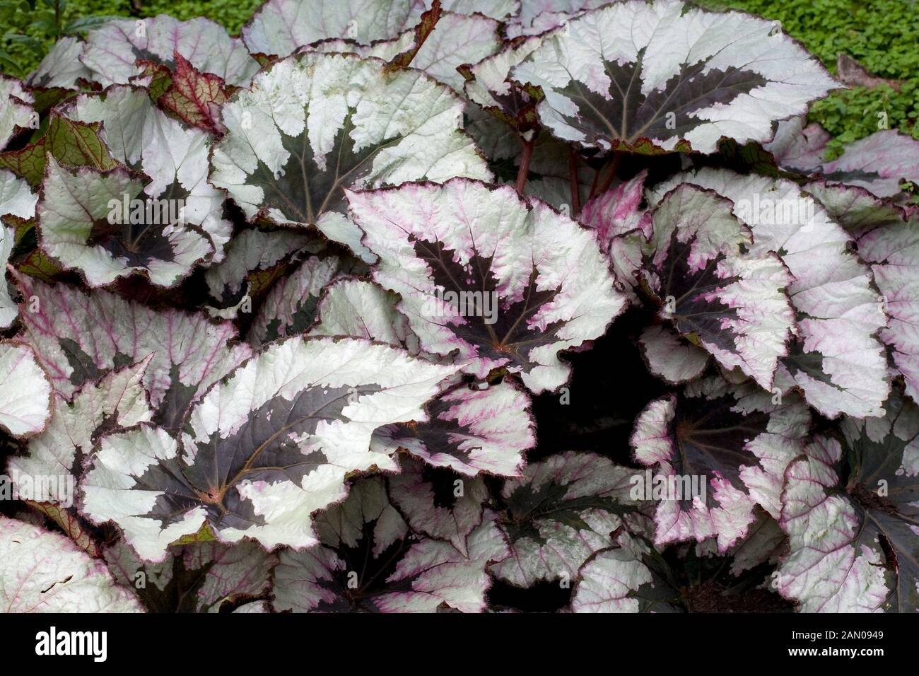 Rex begonia begonia rex hi-res stock photography and images - Alamy