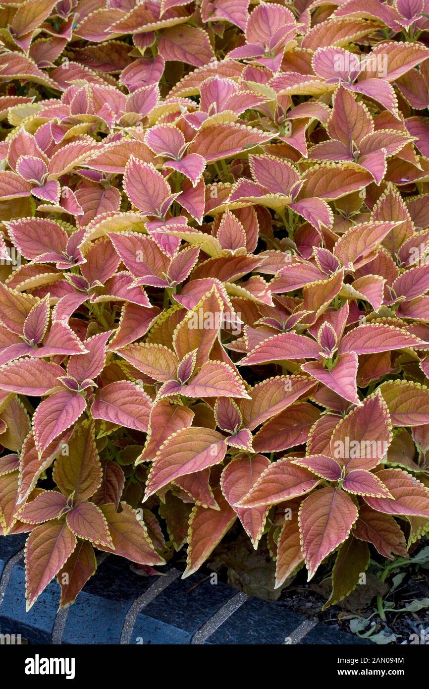 Coleus rustic orange hi-res stock photography and images - Alamy