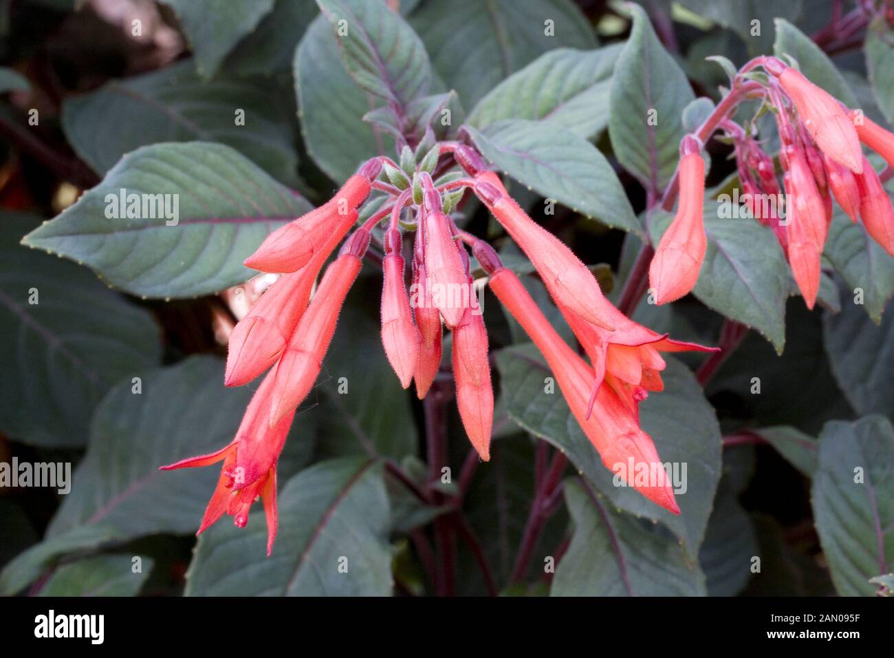 Fuchsia coral hi-res stock photography and images - Alamy